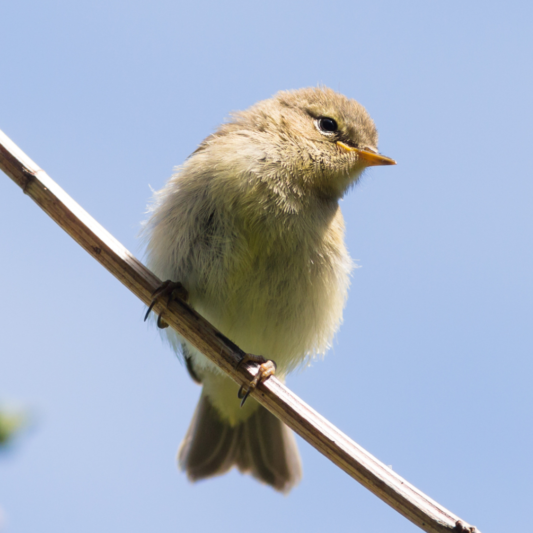CHIFFCHAFF (Phylloscopus collybita) - songbird factfile
